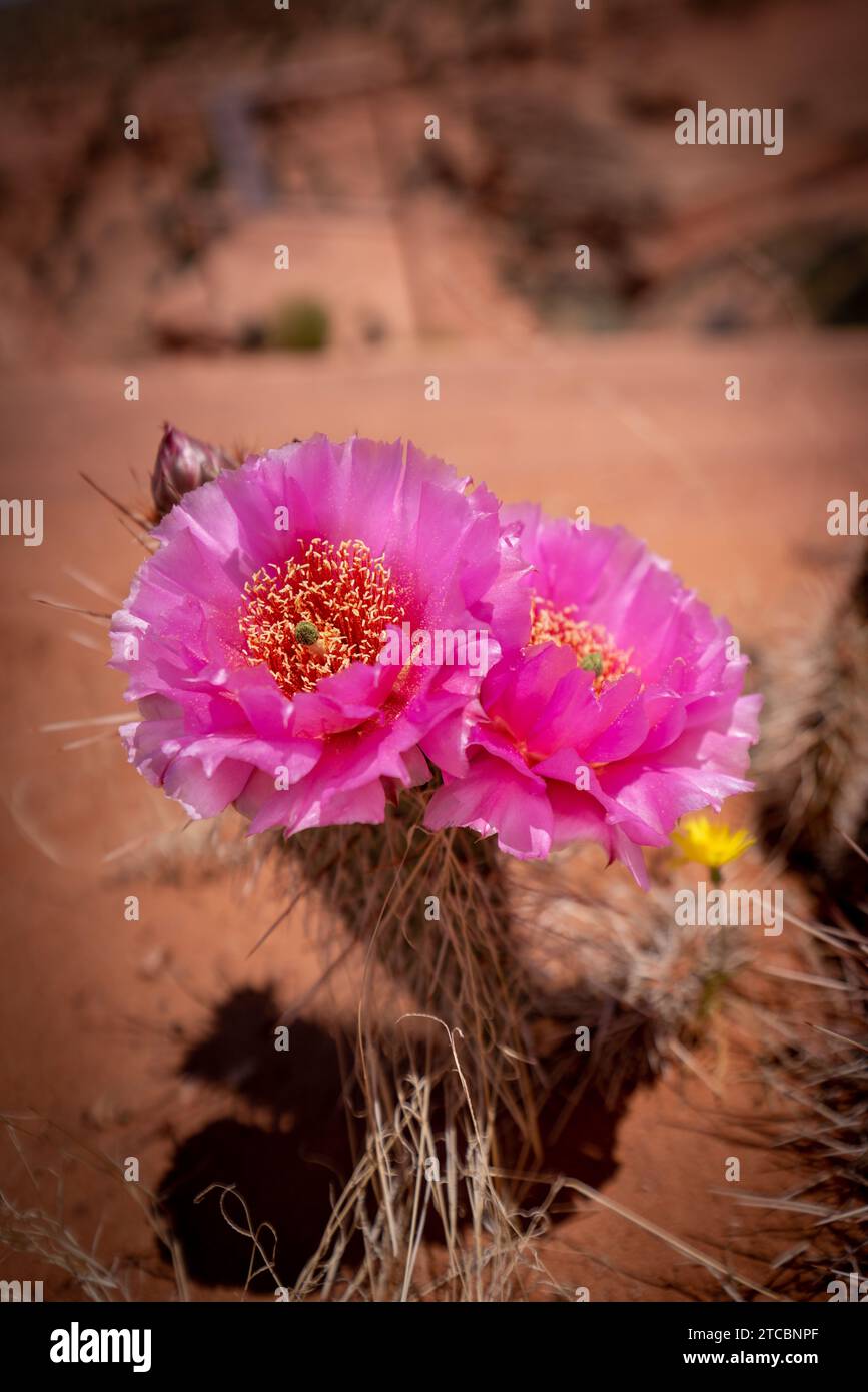 A close-up of vibrant pink Echinocereus blooms on a spiky cactus plant ...