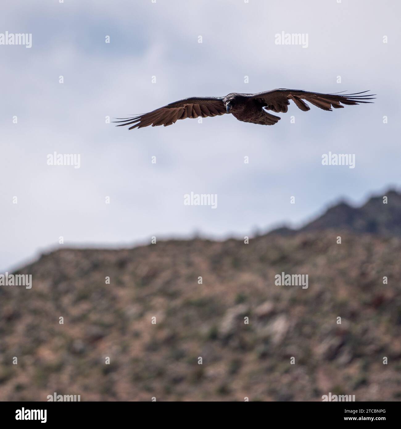 A golden eagle (Aquila chrysaetos) soaring over a rocky landscape in ...