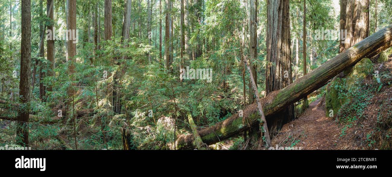 A large tree log lying on a sloped forest floor, surrounded by lush ...