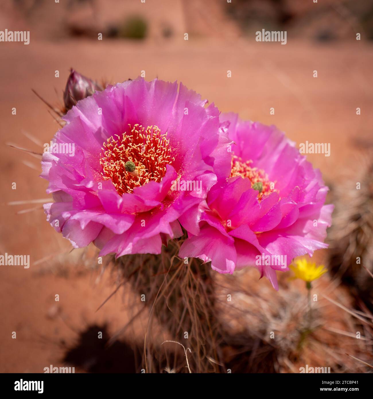 Spiky cactus hi-res stock photography and images - Alamy