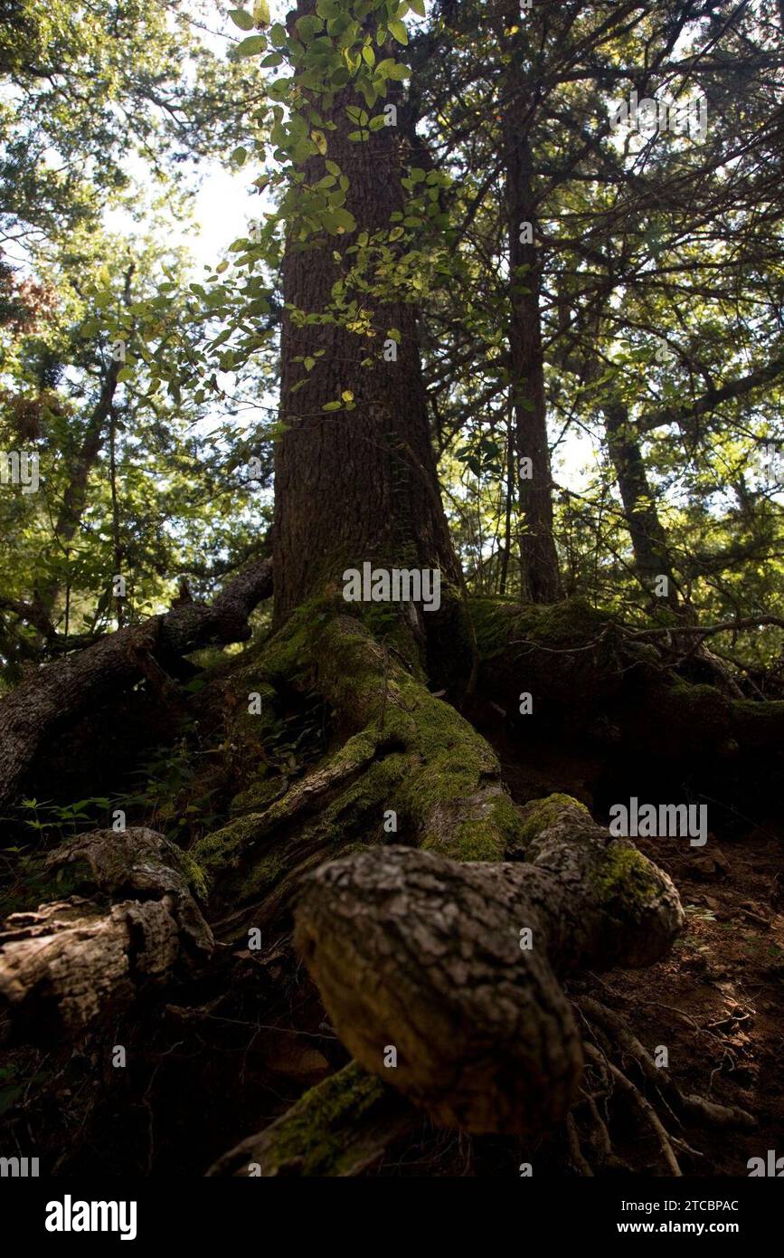 Wichita Mountains Byway - Cross-Timber Forest in the Wichita Mountains ...