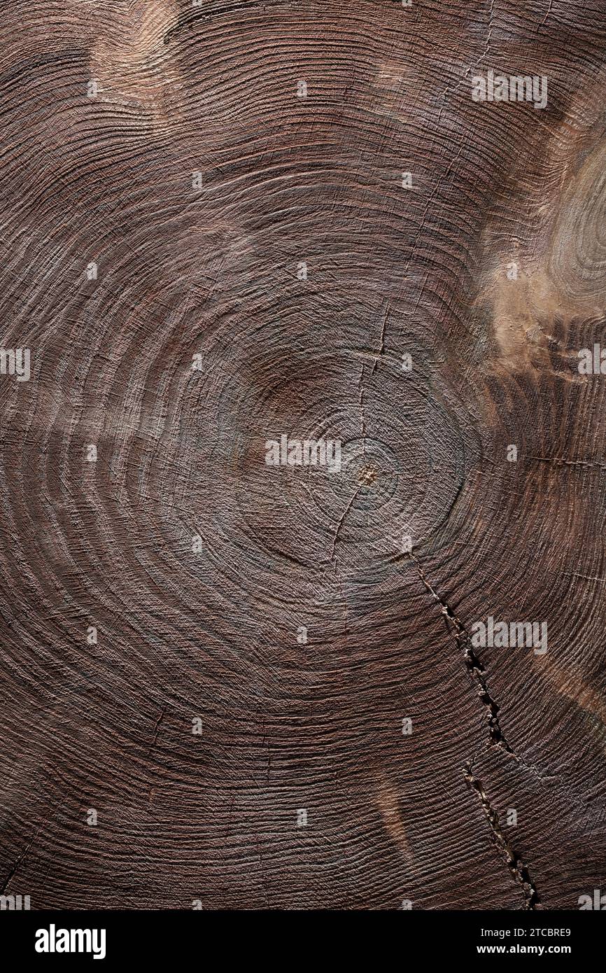 Vertical view cross-section vintage wood texture of tree trunk Stock ...