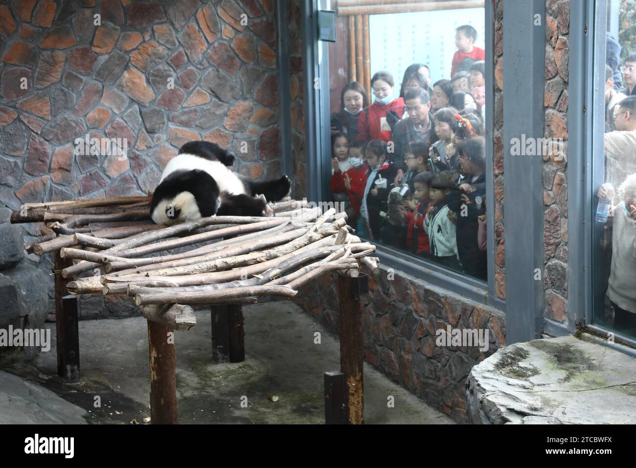 Giant pandas at Hongshan Forest Zoo draw tourists in Nanjing City, east ...