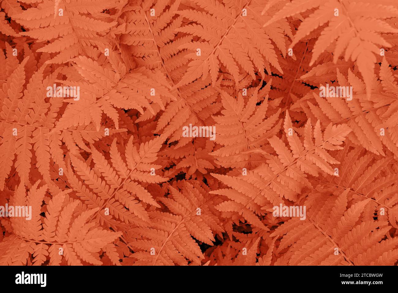 Fern leaves close-up as background. Color of year 2024 peach fuzz Stock ...