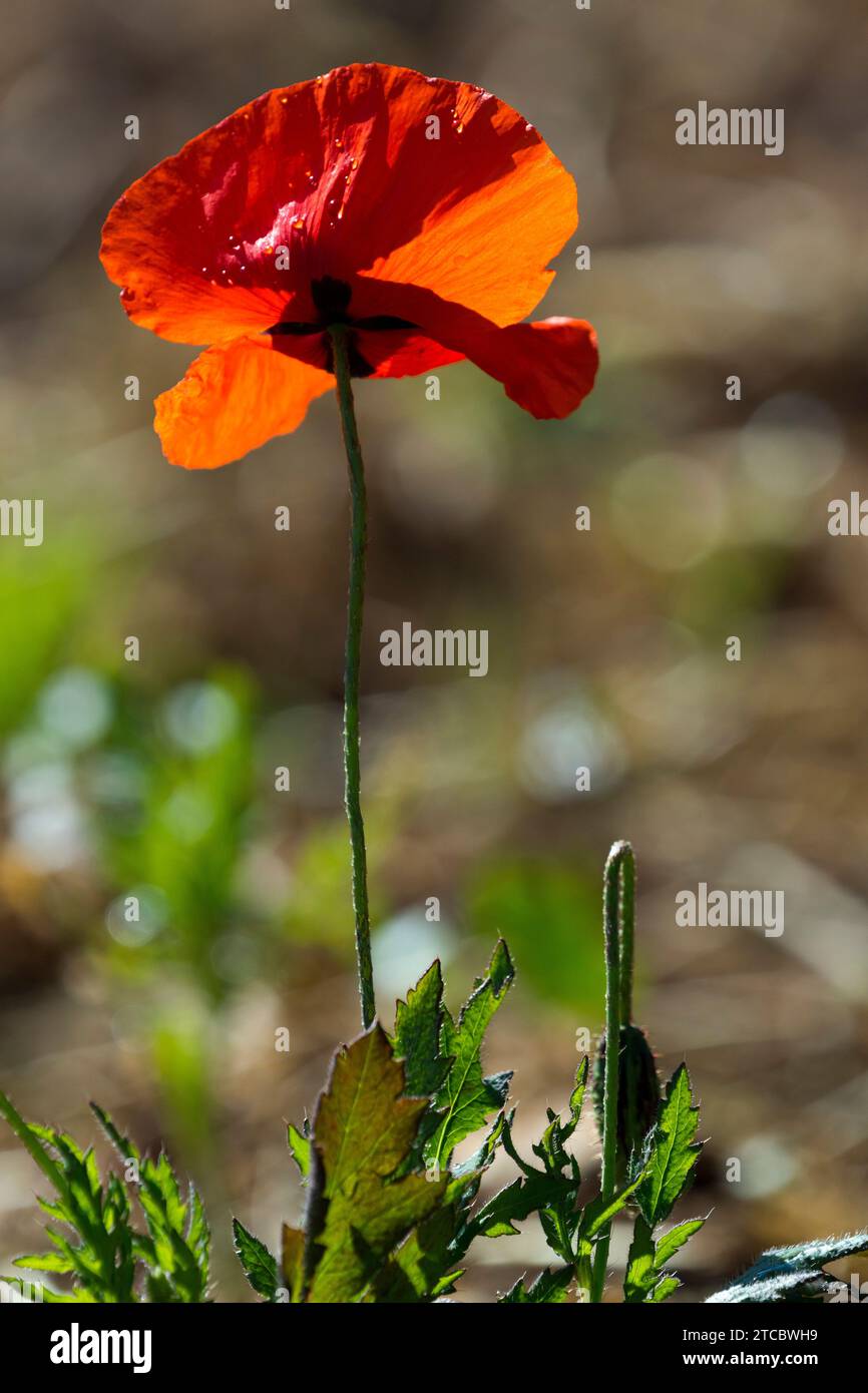 Poppy in the sun hi-res stock photography and images - Alamy