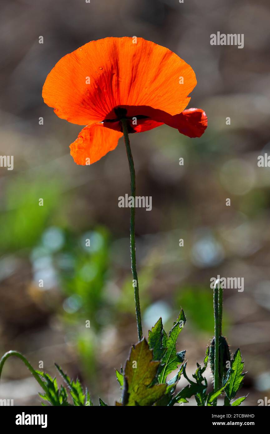 Poppy in the sun hi-res stock photography and images - Alamy