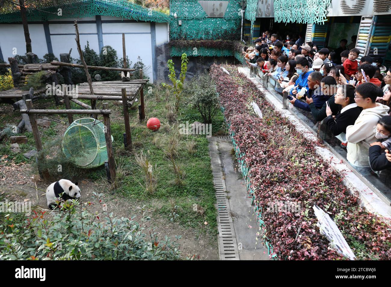 Giant pandas at Hongshan Forest Zoo draw tourists in Nanjing City, east ...