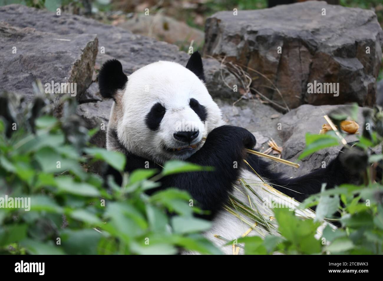 Giant pandas at Hongshan Forest Zoo draw tourists in Nanjing City, east ...