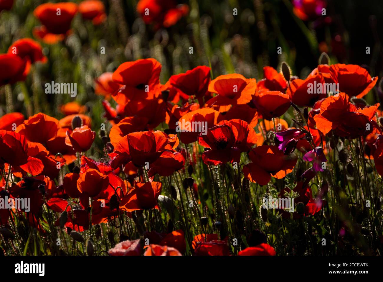 Poppy in the sun hi-res stock photography and images - Alamy