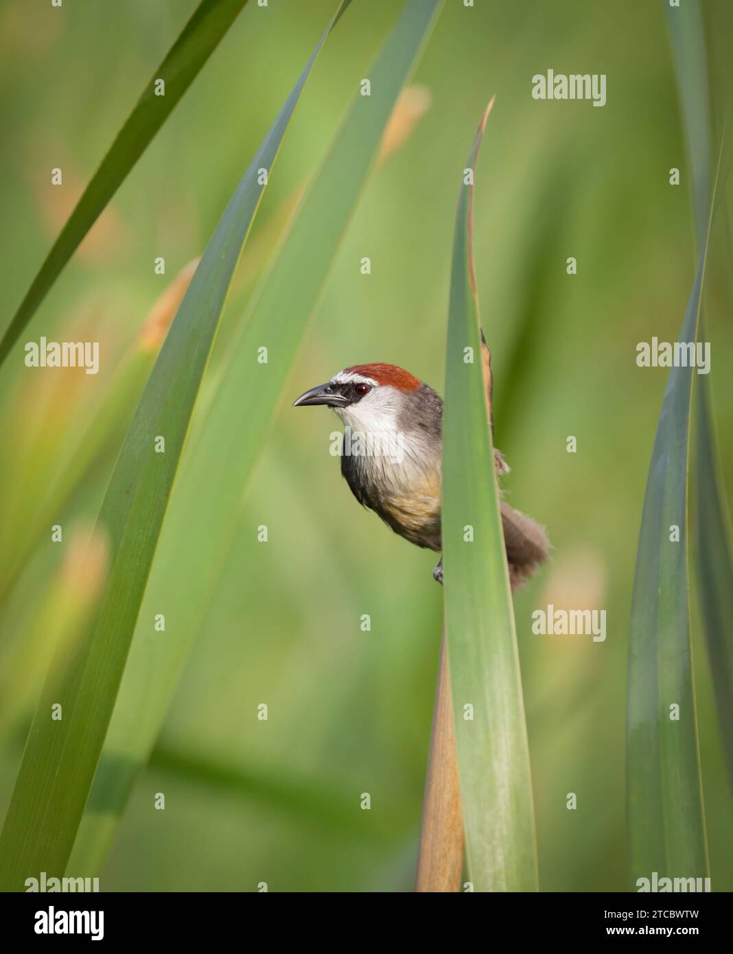 Chestnut-capped Babbler (Timalia pileata) is a species of bird in the ...