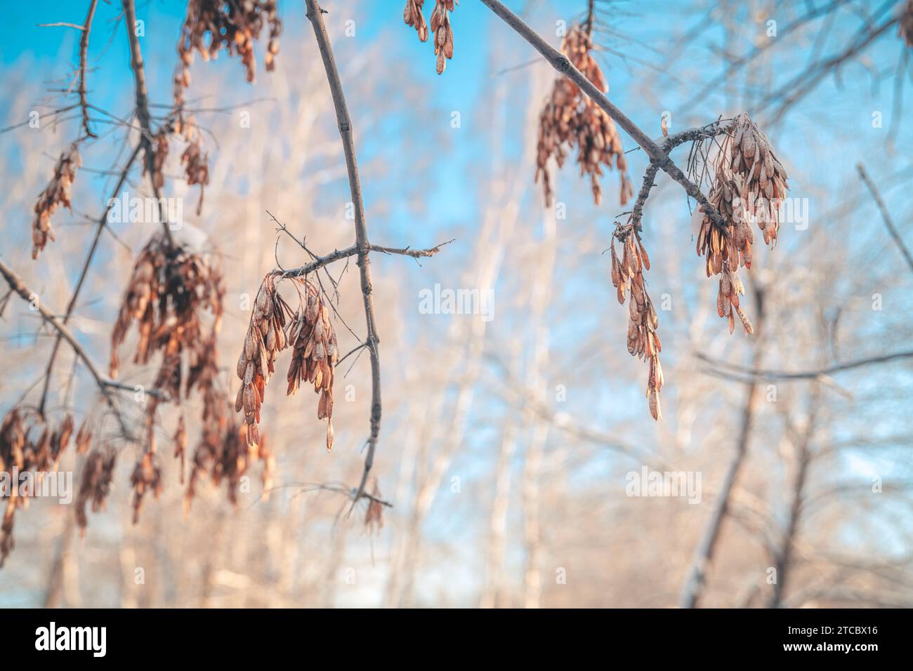 Marple seed hi-res stock photography and images - Alamy