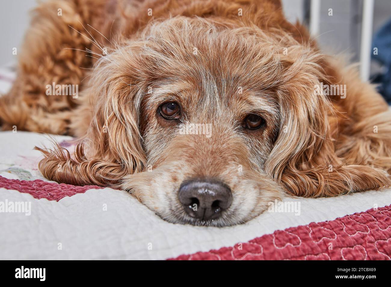 Adorable Cocker Spaniel Dog with a Sad Look Lying on a Red Bed Stock ...