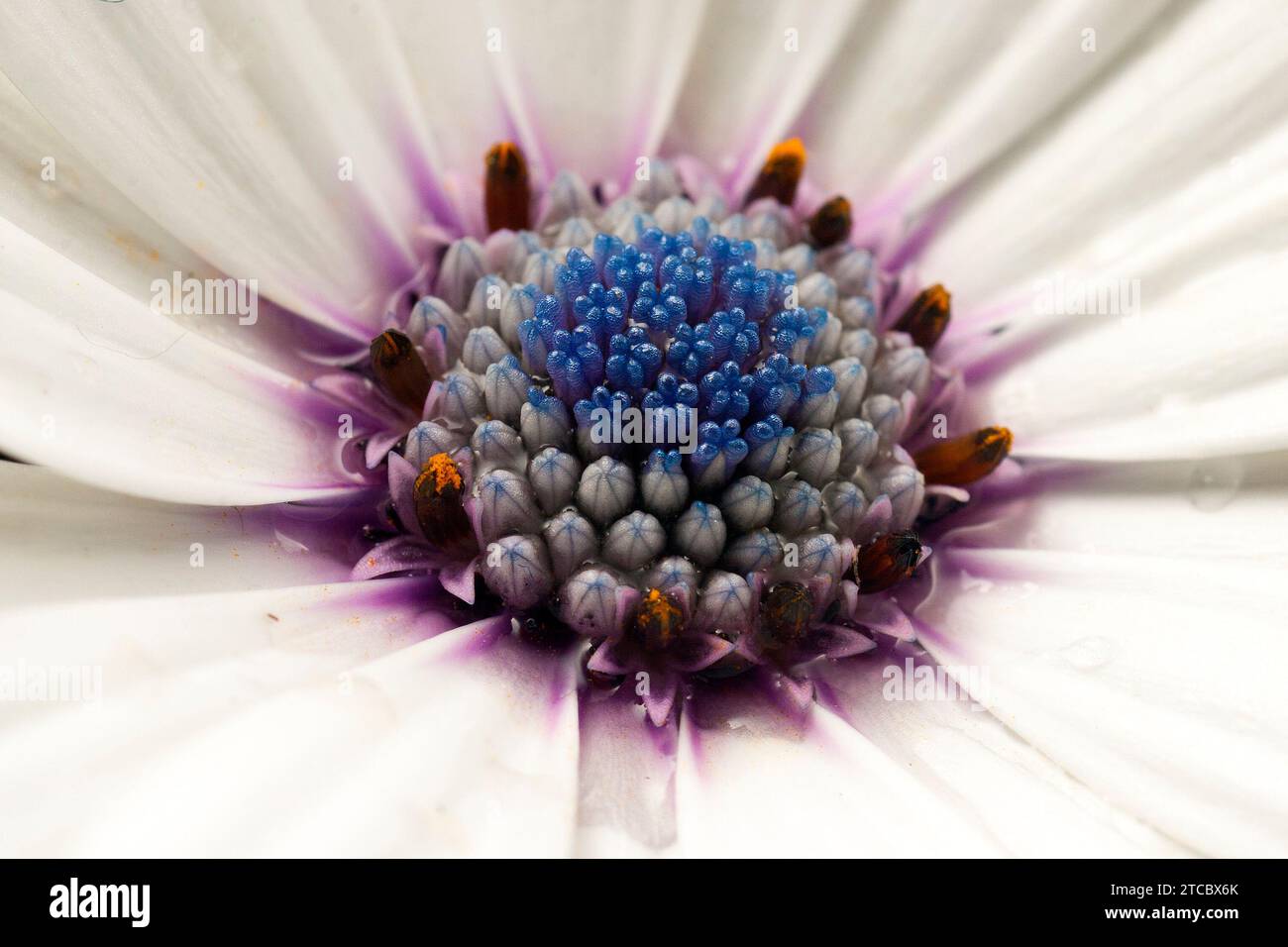 Flower center close up macro photo Stock Photo - Alamy