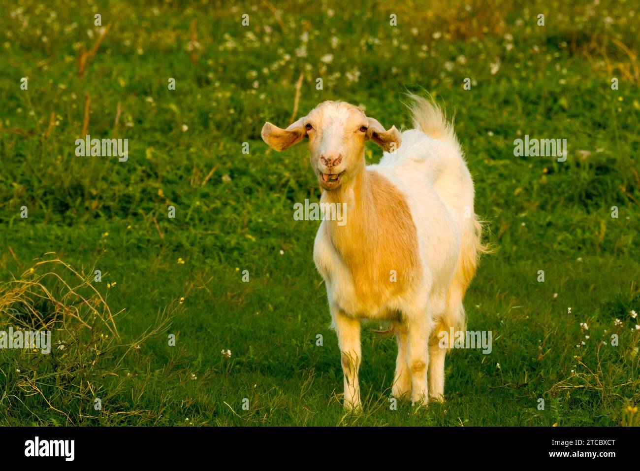 Farm goat in an open field Stock Photo - Alamy