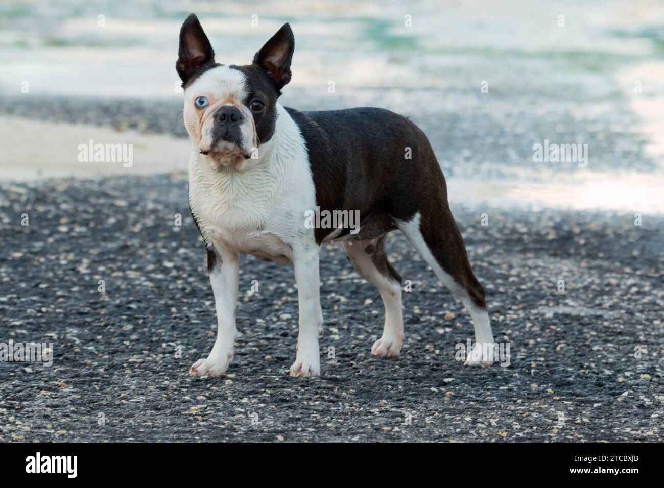 Different eye color dog hi-res stock photography and images - Alamy