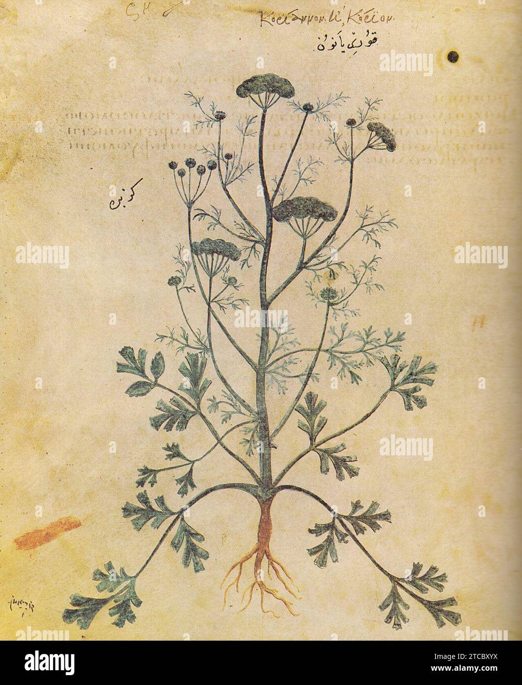 Korion hi-res stock photography and images - Alamy