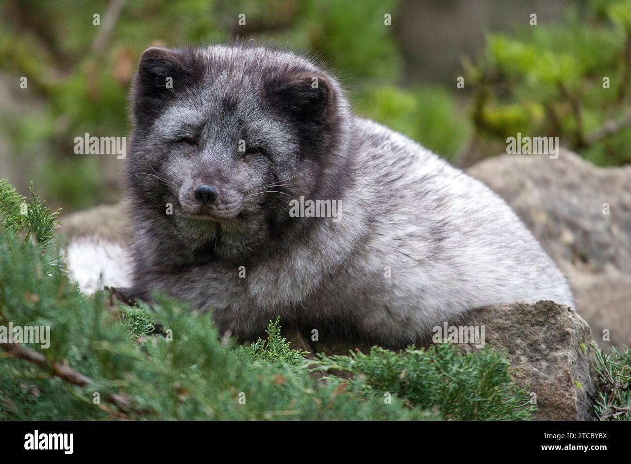 Arctic fox (Vulpes lagobus), captive, Bad Mergentheim Wildlife Park ...