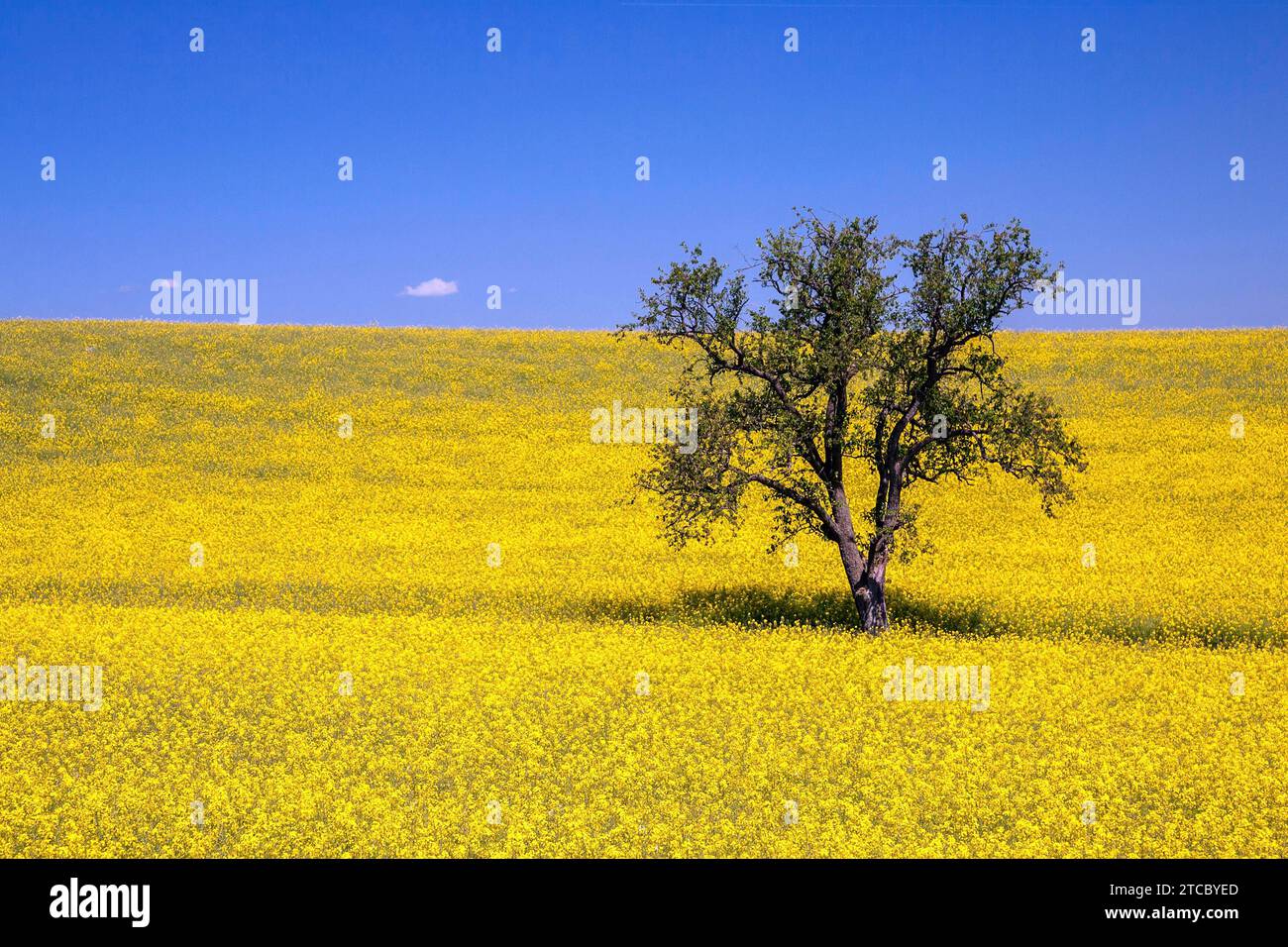 Tree in a yellow flowering rapeseed (Brassica napus) field, rapeseed ...
