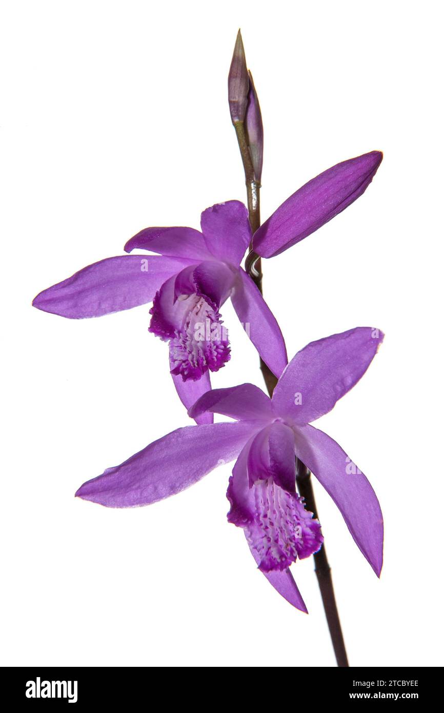 Flower of the chinese ground orchid (Bletilla striata), also known as ...