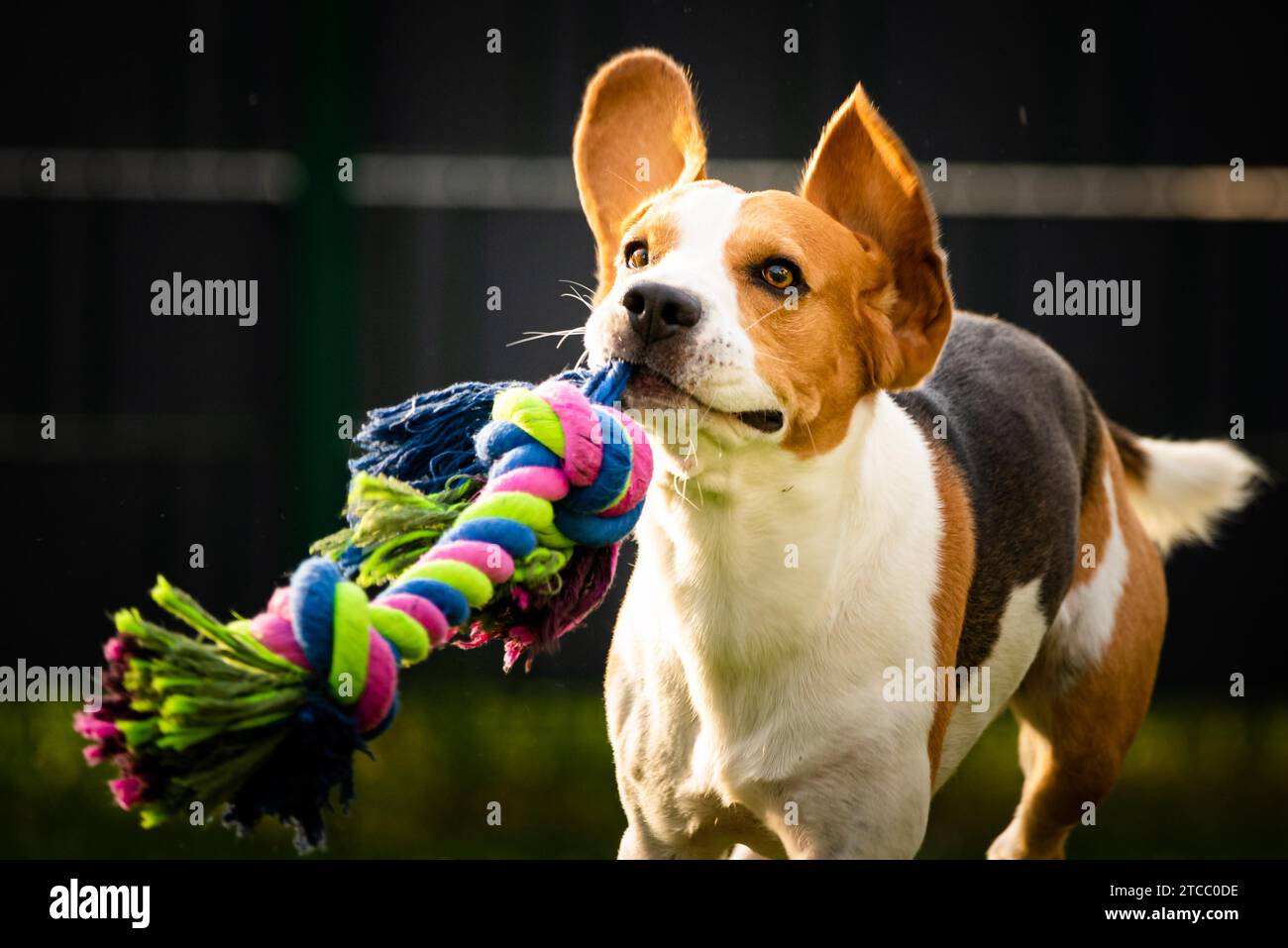 Beagle dog runs in garden towards the camera with colorful toy. Sunny ...