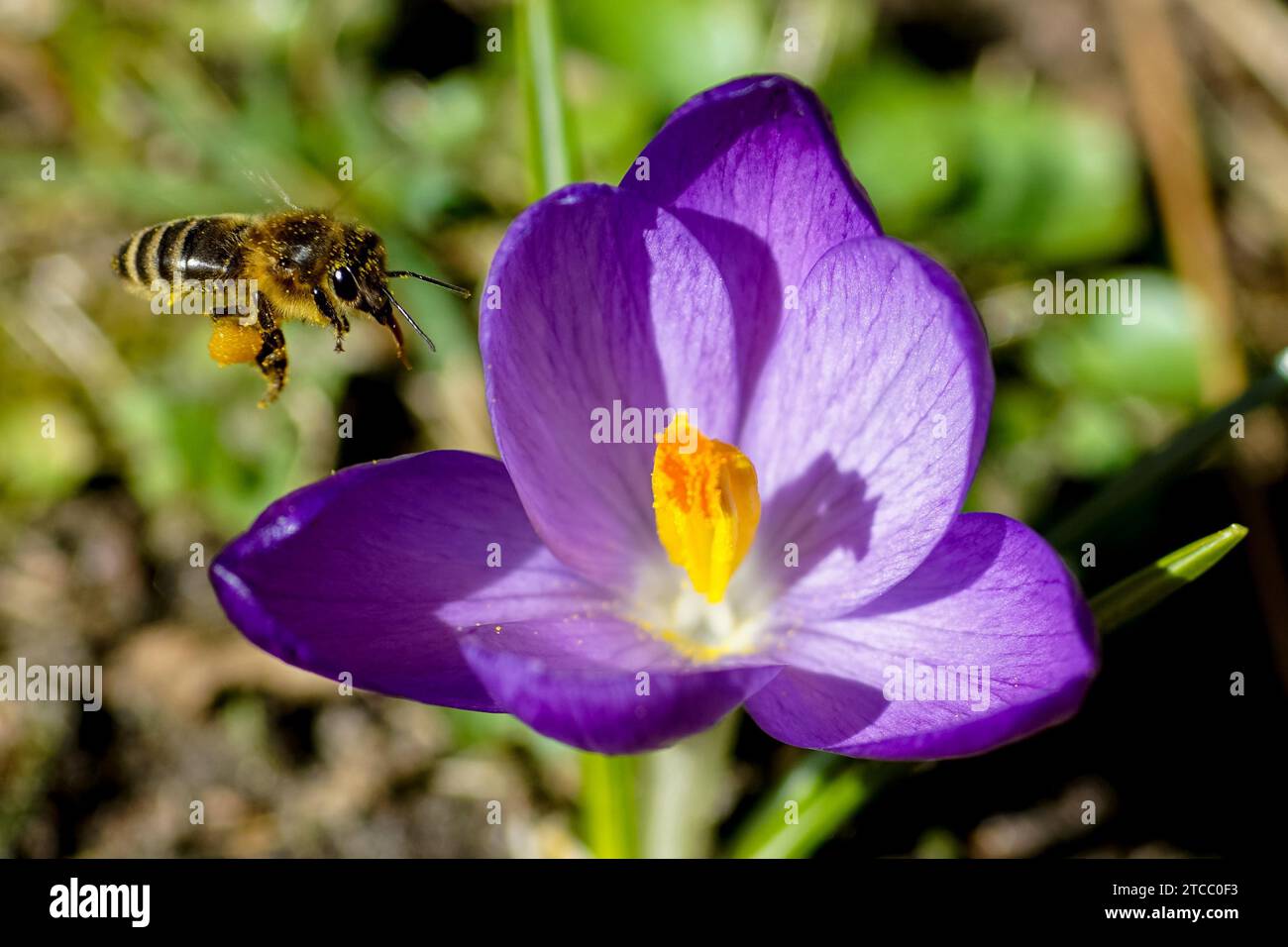 Macro pcture of a bee flying to a crocus pistil with collected pollen ...