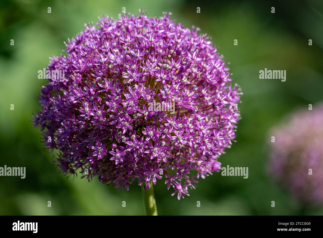 Blooming purple flower ball of a Allium Giganteum (giant onion) plant ...