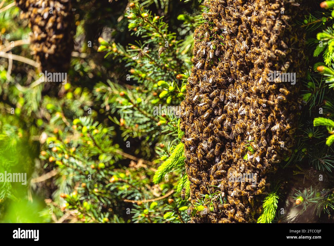 A swarm of European honey bees clinging to a bee queen on a bush ...