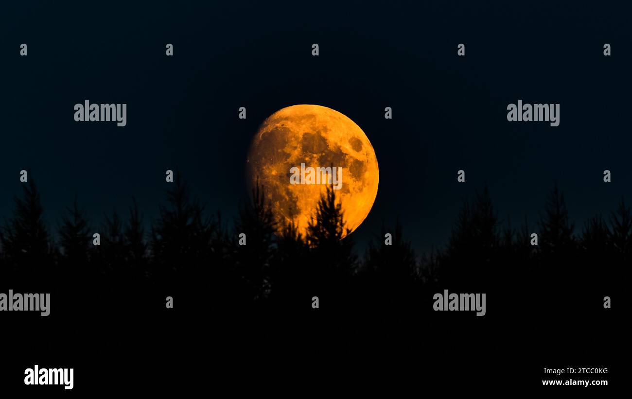 Yellow moon on dark sky with trees in foreground. Background Stock ...