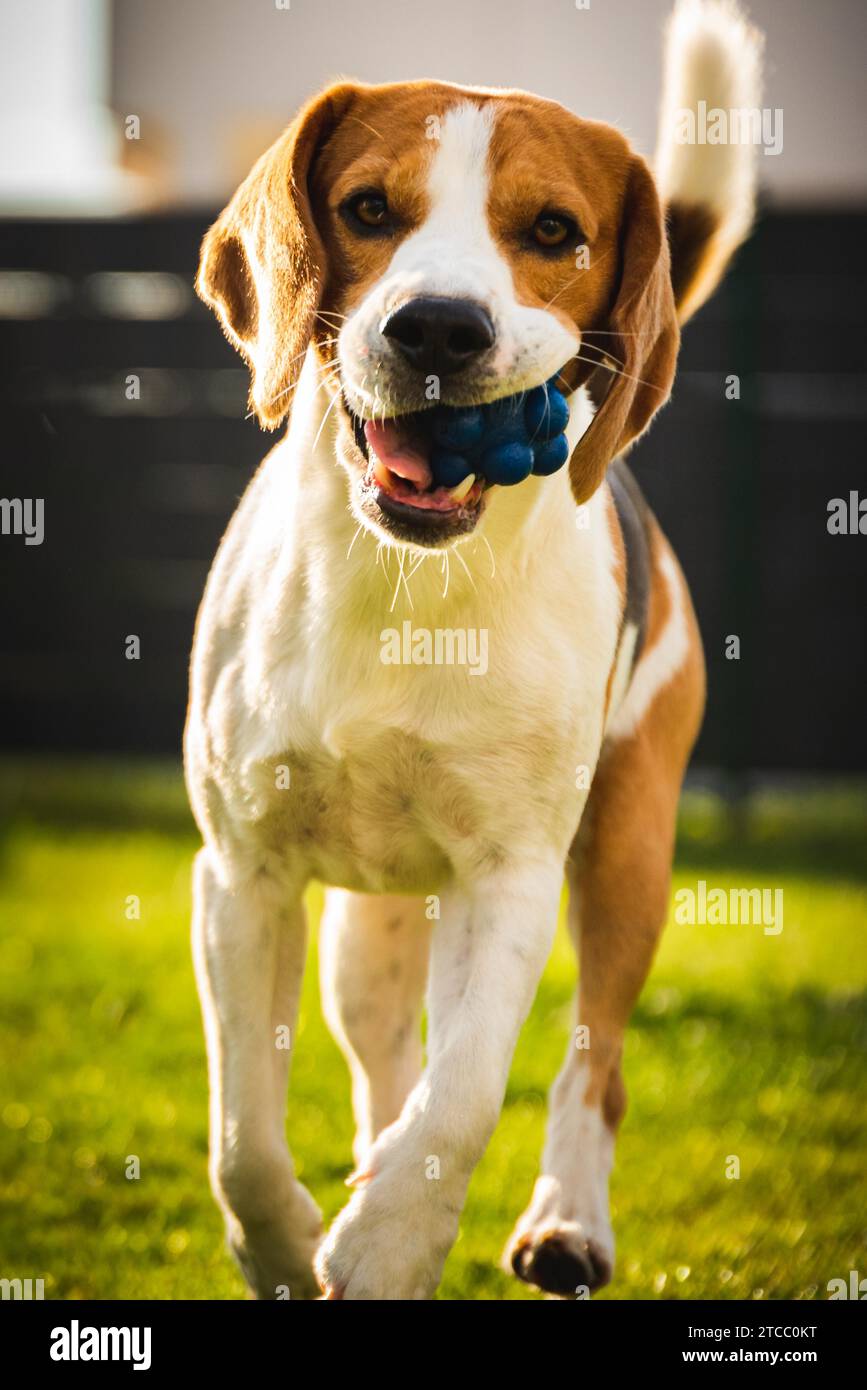 Floppy dog ear hi-res stock photography and images - Alamy