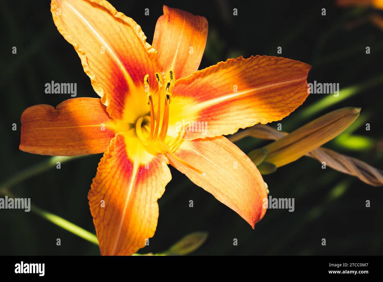 Beautiful flower, orange lily. Nature background Stock Photo - Alamy