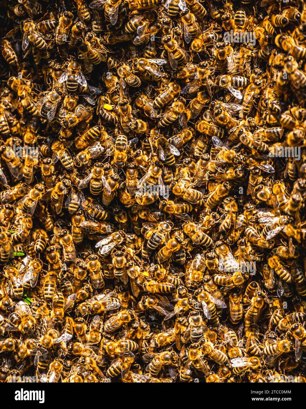 A swarm of European honey bees clinging to a bee queen on a bush ...