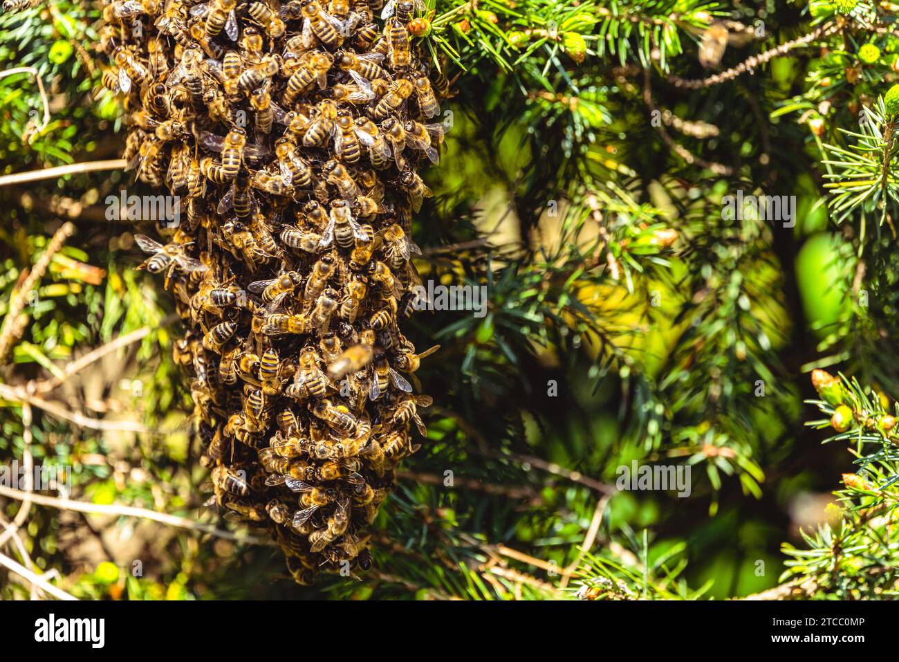 A swarm of European honey bees clinging to a bee queen on a bush ...