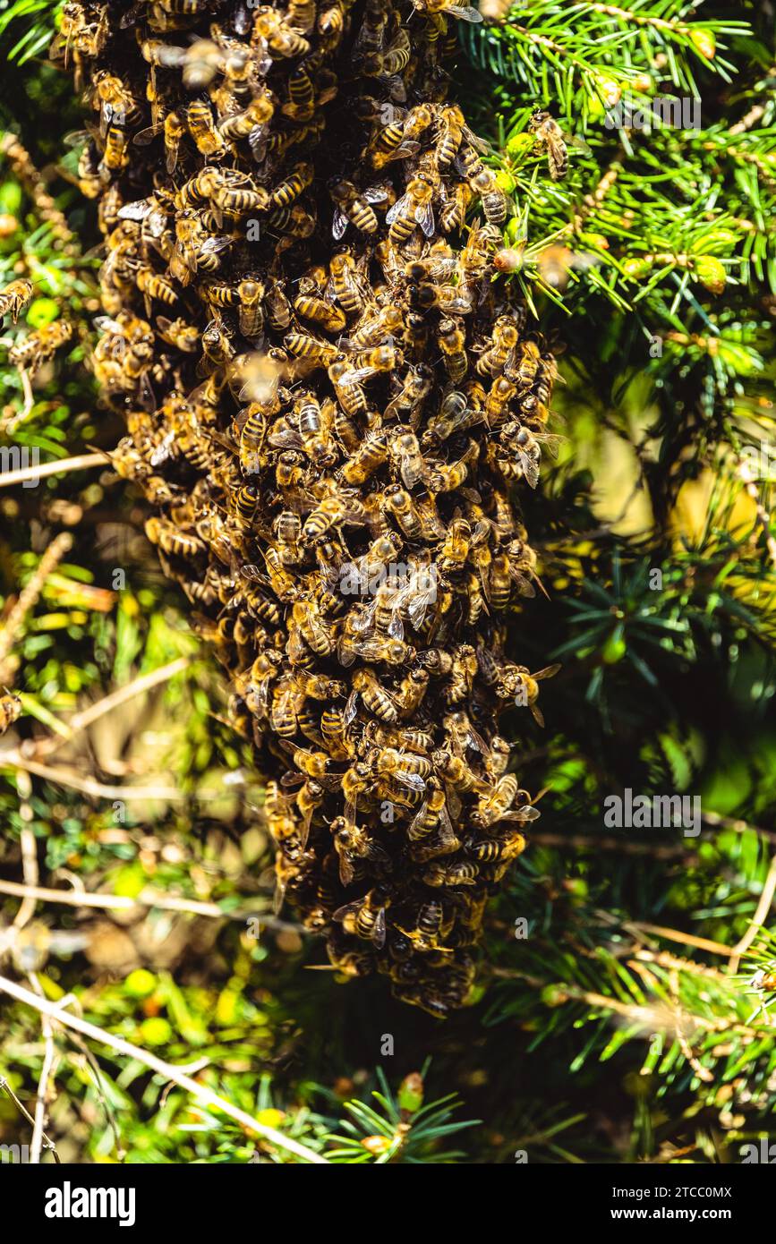 A swarm of European honey bees clinging to a bee queen on a bush ...