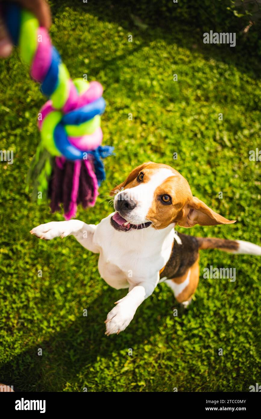 Beagle dog jumping on two feet with mouth open to get a toy, View from ...