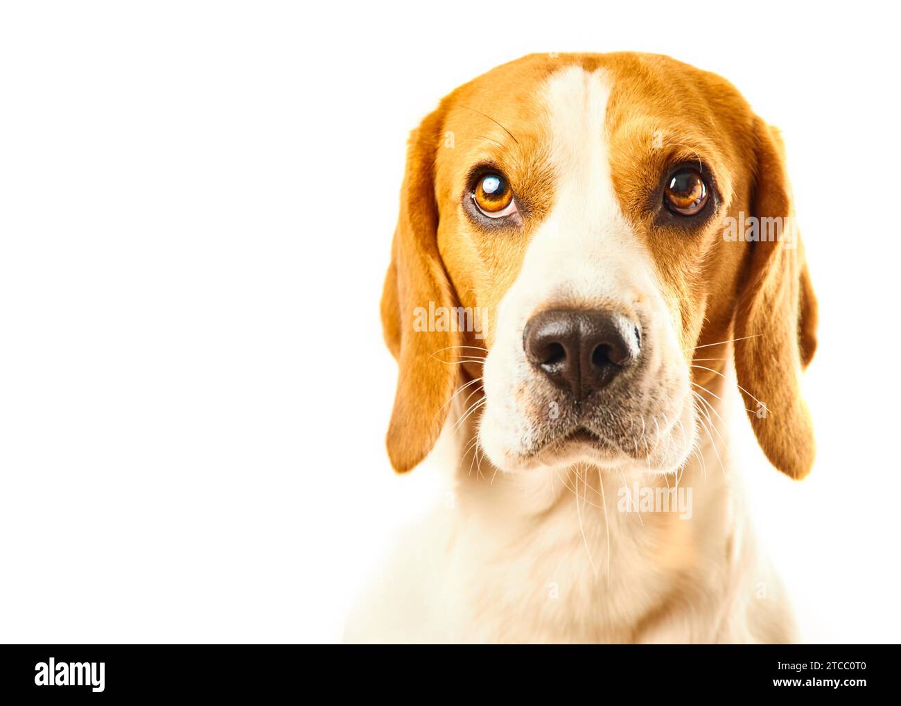 Close-up of Beagle dog, portrait, in front of white background. Looking ...
