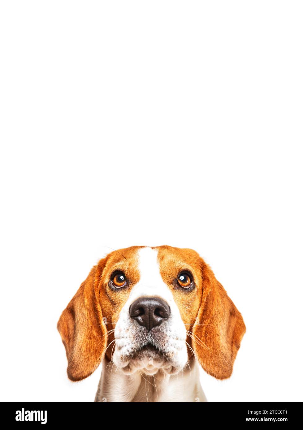 Close-up of Beagle dog, portrait, in front of white background. Looking ...