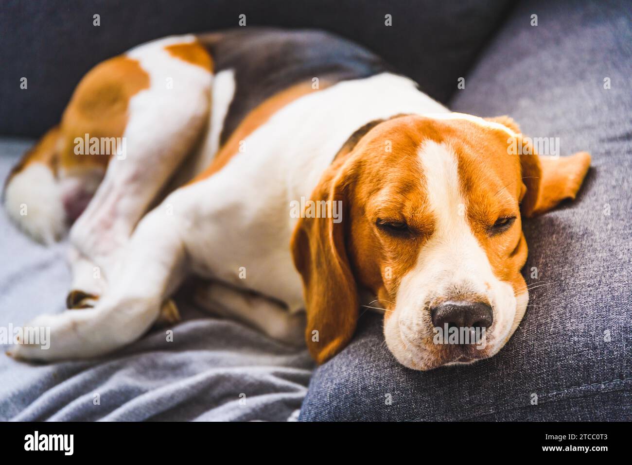 Adorable beagle hound in bright interior background. A pet sitting on ...