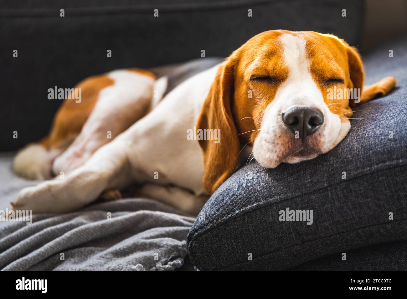 Adorable beagle hound in bright interior background. A pet sitting on ...