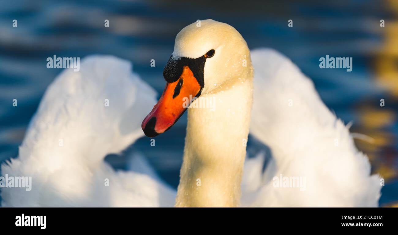 White swan on lake background. Wildlife in Austria. Dam on river Mur in ...