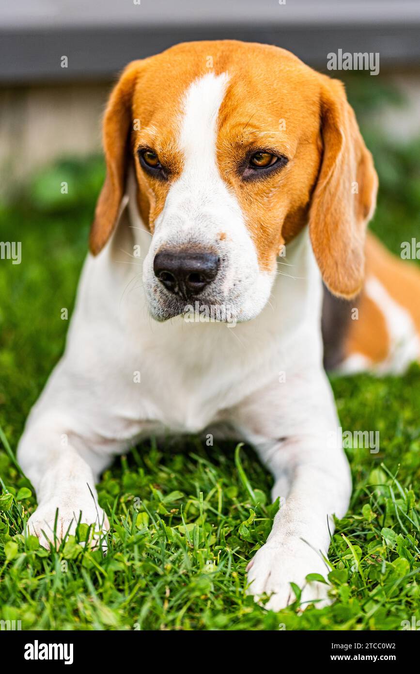 Sun and grass vertical view hi-res stock photography and images - Alamy