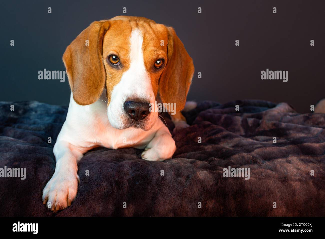 Beagle dog lying down on couch at dark background. Copy space on right ...