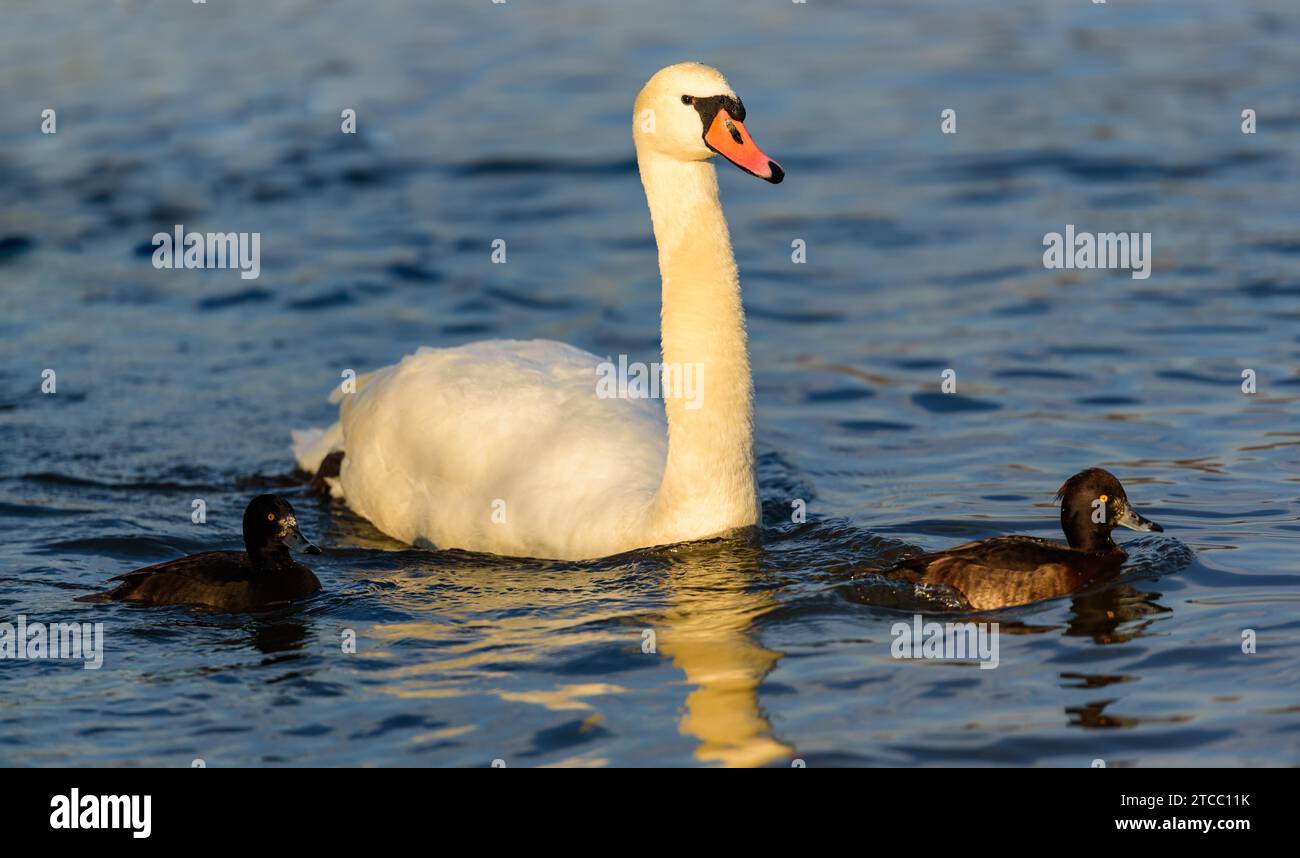 White swan on lake background. Wildlife in Austria. Dam on river Mur in ...