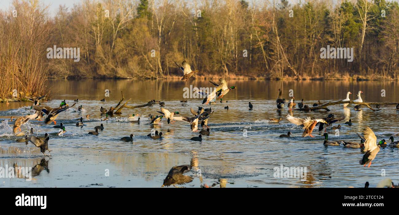 Group of ducks landing on frozen lake in winter. Dam on river Mur in ...