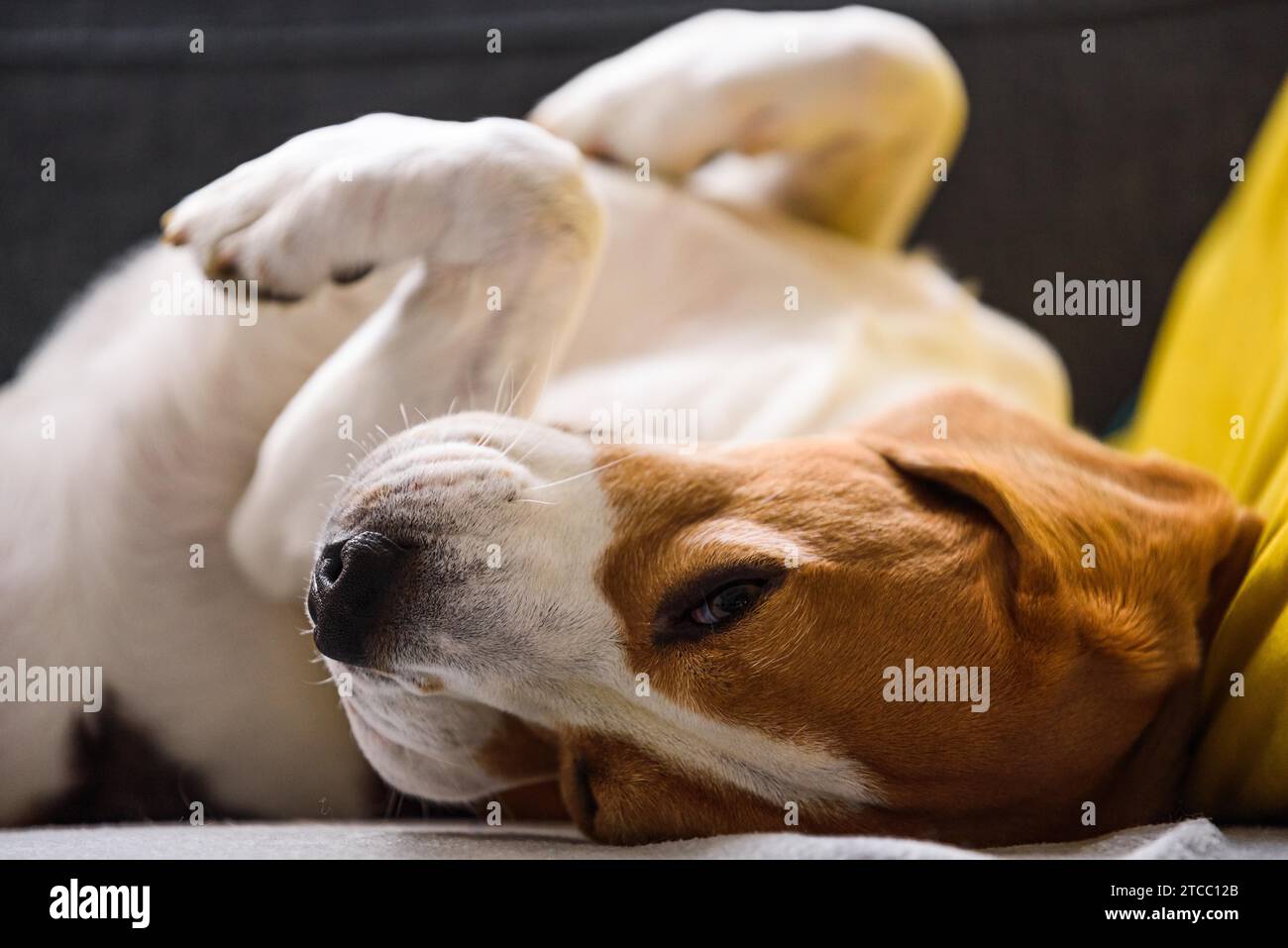 Beagle dog tired sleeps on a couch in funny position. Dog in house ...