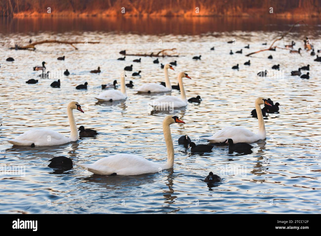 White swans and coots on lake background. Wildlife in Austria. Dam on ...