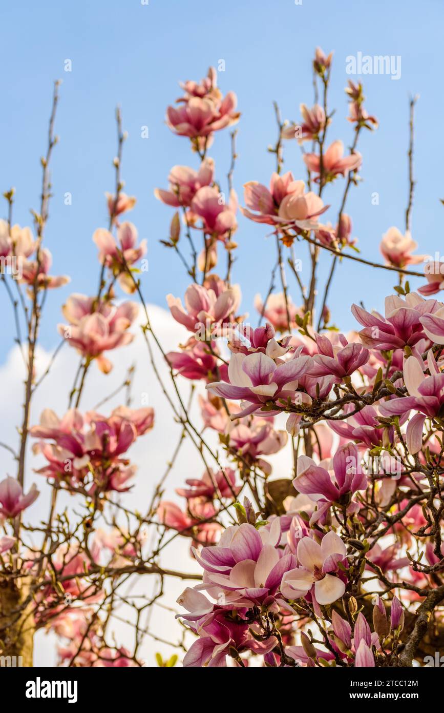Botany magnoliaceae saucer hi-res stock photography and images - Alamy