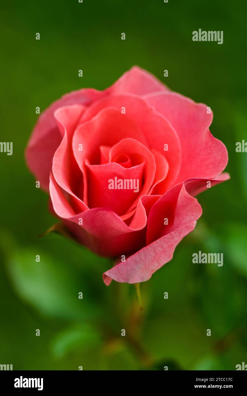 Coral rose flower at meadow green background vertical Stock Photo - Alamy