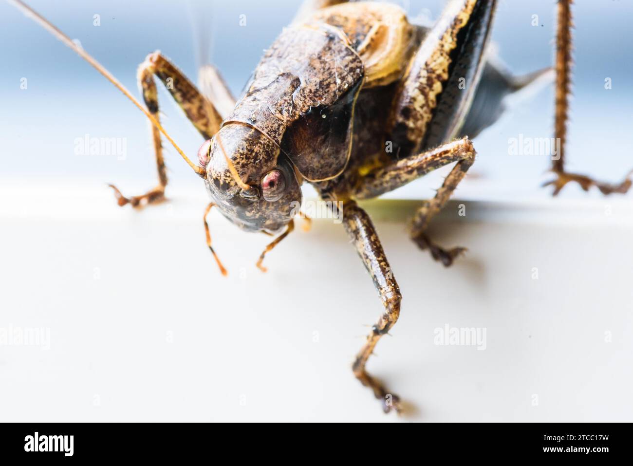 Large brown grasshopper locust closeup on a white background Stock ...