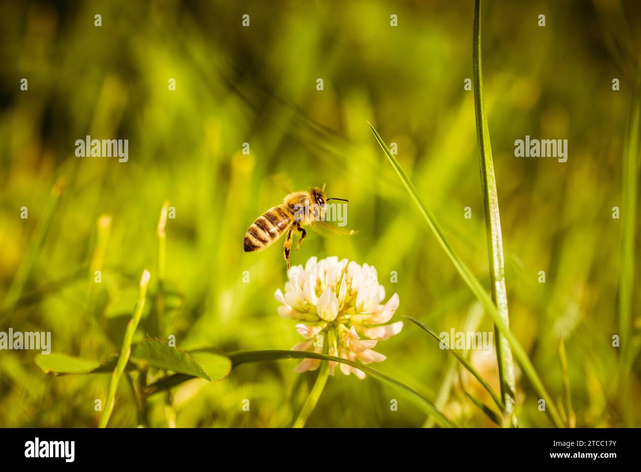 Honey Bee collecting pollen from a white flower at meadow. Flying above ...