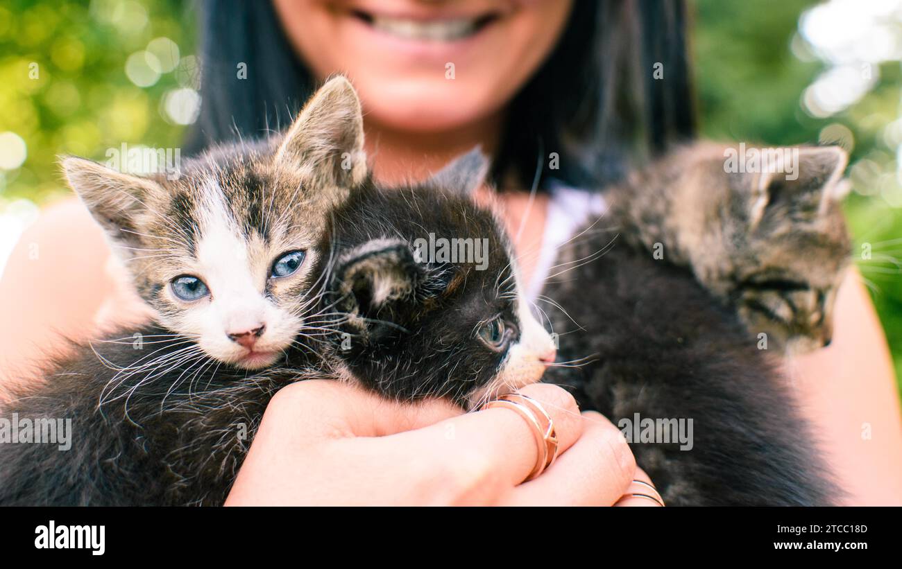 Three kittens on woman?s hands cuddling happy smile Stock Photo - Alamy